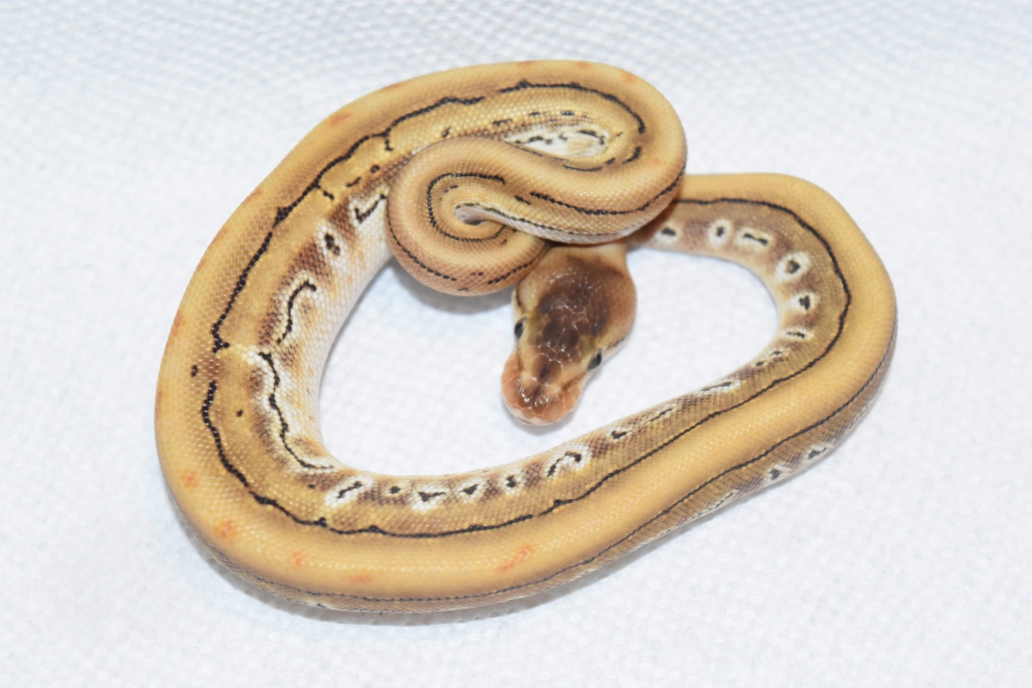 HGW Pinstripe Puzzle Ball Python by TJW exotics - MorphMarket