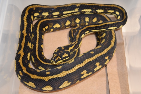 Palmerston Jungle Carpet Python by TJW exotics