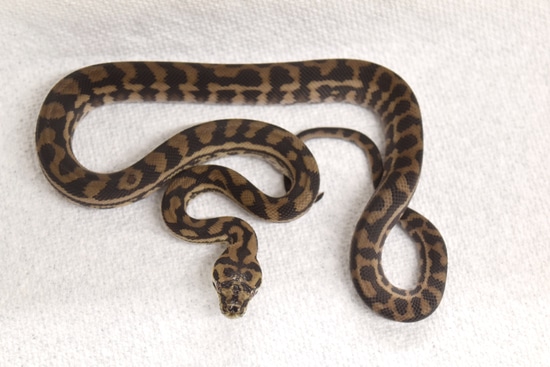 Rockhampton Northern Coastal Carpet Python by TJW exotics