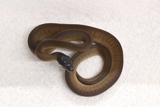 Northern White Lipped Python White-Lipped Python by TJW exotics