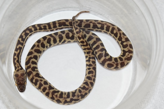 Wheatbelt Western Stimson’s Python Stimson's Python by TJW exotics