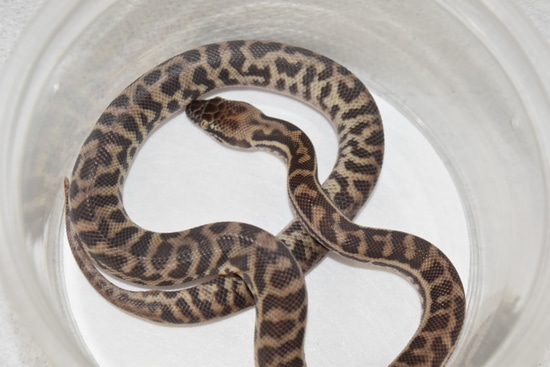 Wheatbelt Western Stimson’s Python Stimson's Python by TJW exotics