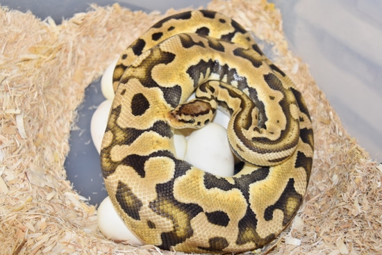 Pastel Puzzle Ball Python by TJW exotics