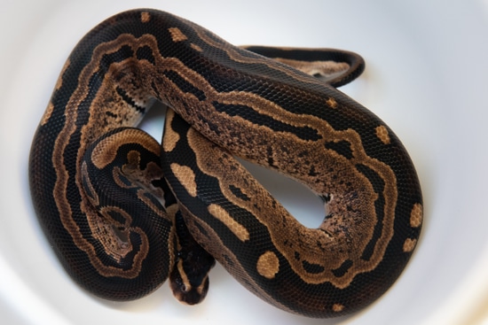 Tri-Stripe Ball Python by TJW exotics