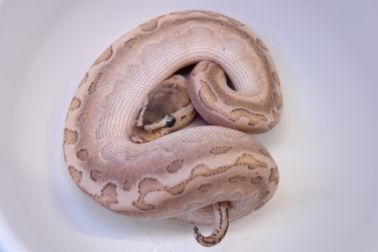Bamboo Puzzle Ball Python by TJW exotics