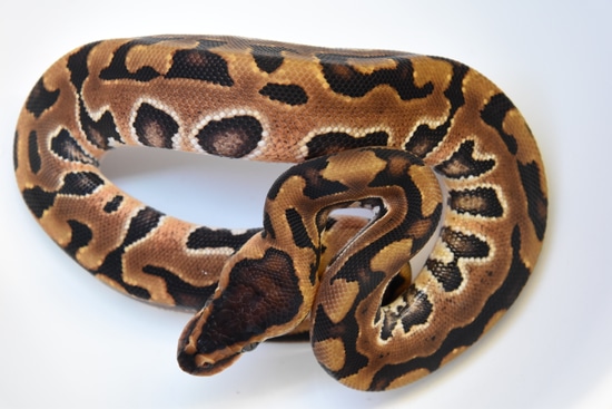 Puzzle Ball Python by TJW exotics