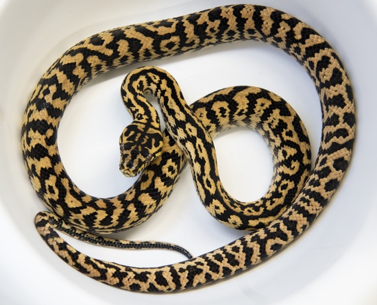 Zebra Jungle Carpet Python by TJW exotics