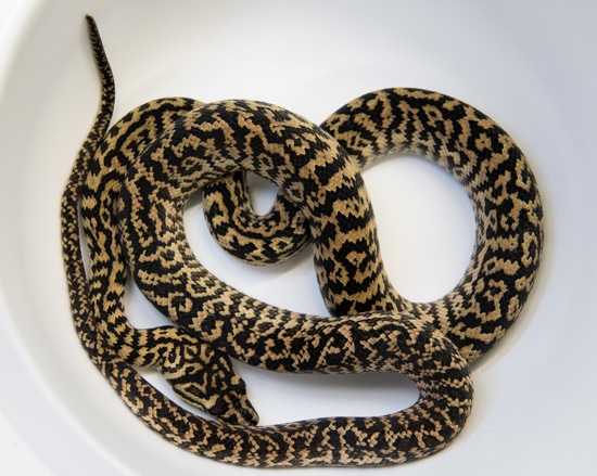 Zebra Jungle Carpet Python by TJW exotics