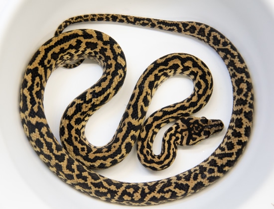Zebra Jungle Carpet Python by TJW exotics