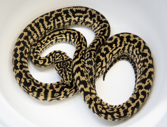Zebra Jungle Carpet Python by TJW exotics