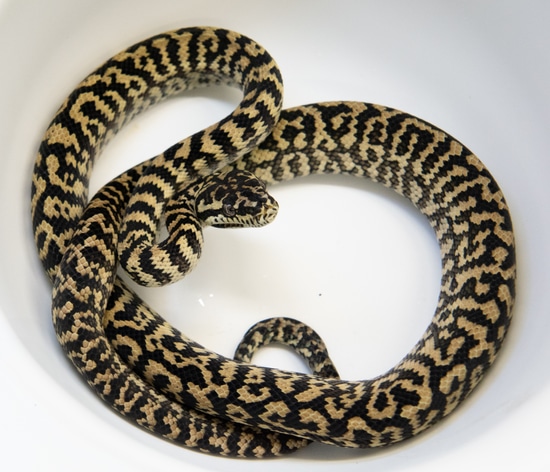 Zebra Jungle Carpet Python by TJW exotics