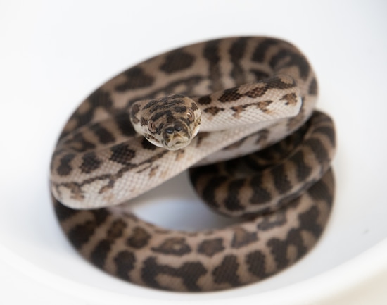 Rockhampton) Northern Coastal Carpet Python by TJW exotics