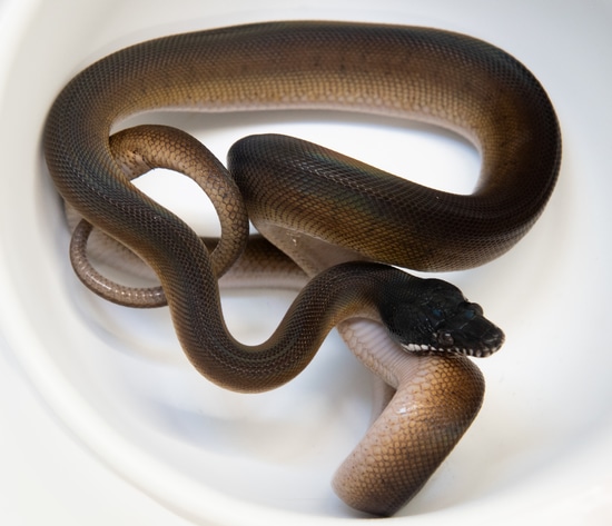 Northern White Lipped Python White-Lipped Python by TJW exotics