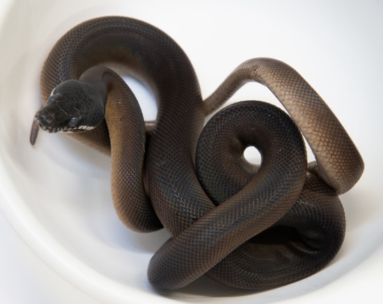 Northern White Lipped Python White-Lipped Python by TJW exotics