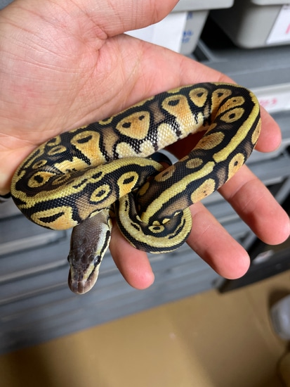 Pastel Arroyo Het Puzzle Ball Python by Grunt Reptiles