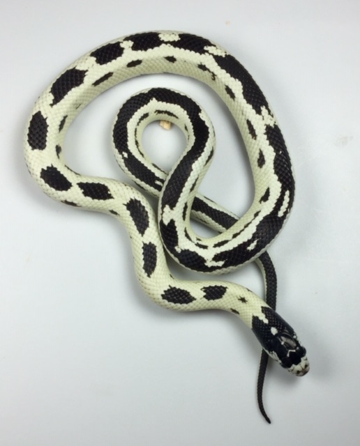 2021 Black And White Aberrant - Female California Kingsnake by TKC ...