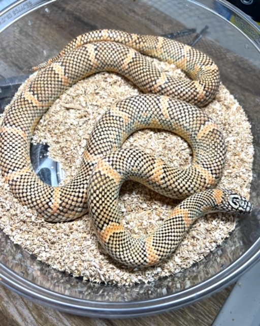 2020 Goini/Brooks - Female Florida Kingsnake by TKC Reptiles - MorphMarket