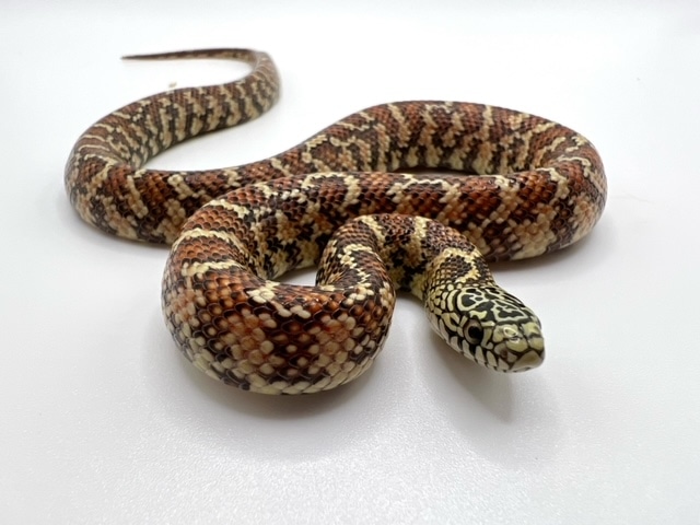 2022 Fl /Goini Florida Kingsnake by TKC Reptiles - MorphMarket