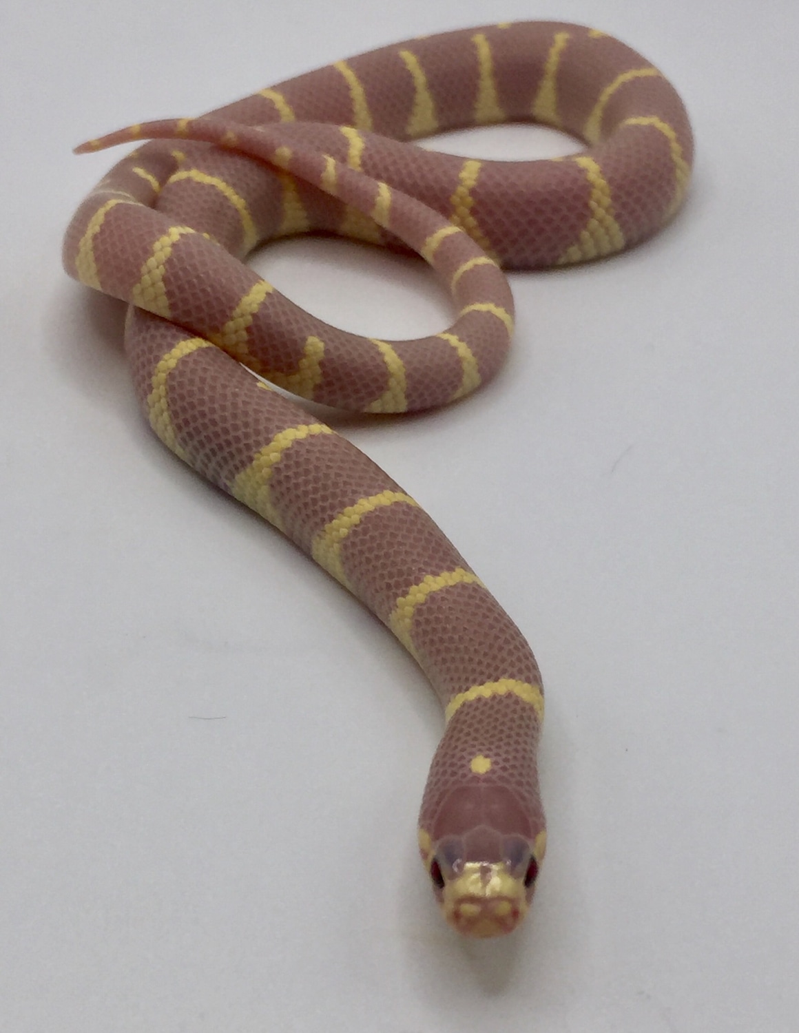 2022 Lavender Albino - Female California Kingsnake by TKC Reptiles - MorphMarket