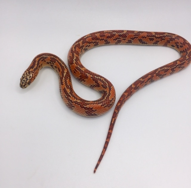 2022 Fl /Goini Het Hypo- Female Florida Kingsnake by TKC Reptiles ...