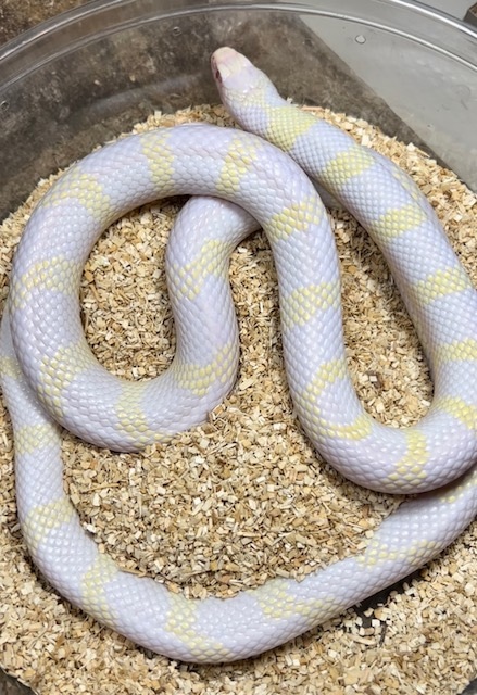 2018 Albino PH Ghost/Lavender California Kingsnake by TKC Reptiles - MorphMarket