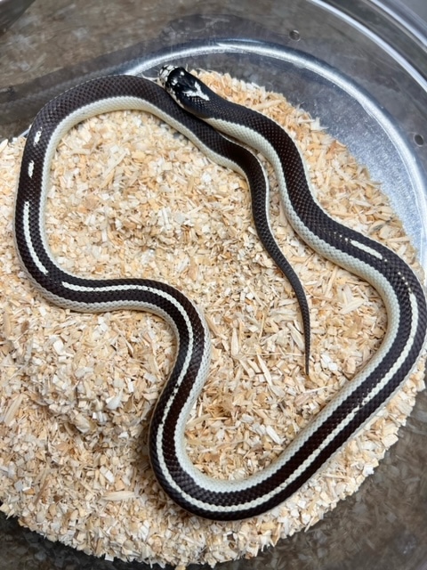 2022 Reverse Wide Stripe Het Albino - Male California Kingsnake by TKC ...