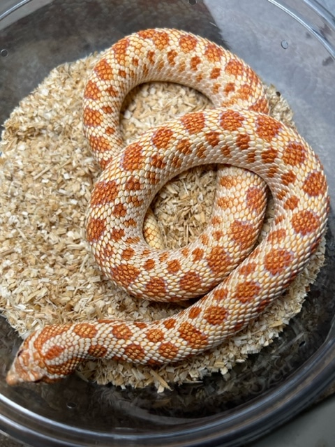 2021 Red Albino Female 145 Grams Western Hognose by TKC Reptiles ...