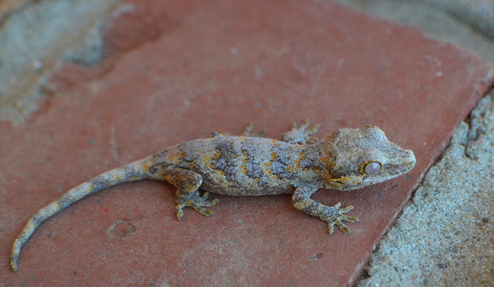 BLACK FRIDAY! Aberrant Orange Stripe Gargoyle Gecko by Show Me Gex ...