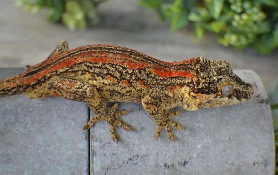 FREE SHIPPING! Orange Stripe Gargoyle Gecko by Show Me Gex LLC ...
