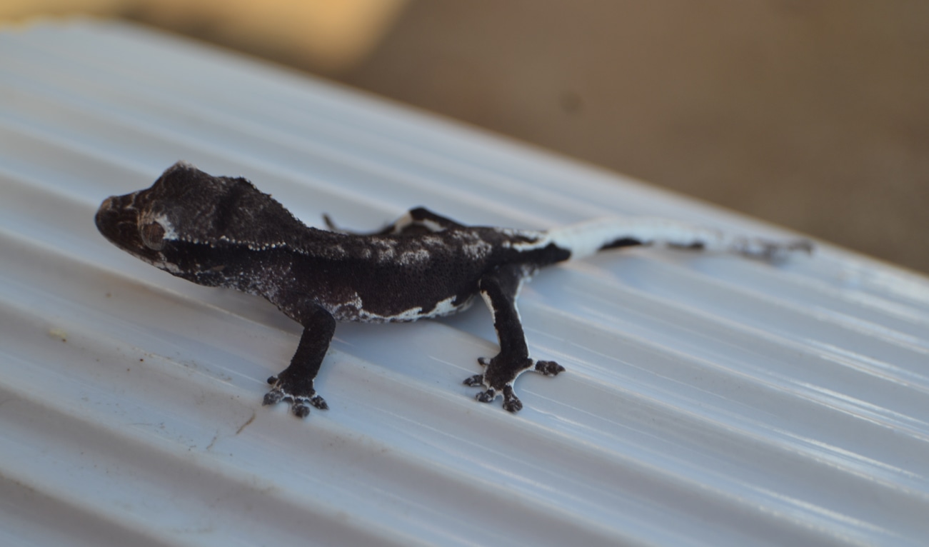 Clear Out Sale! Free Shipping Crested Gecko by Show Me Gex - MorphMarket