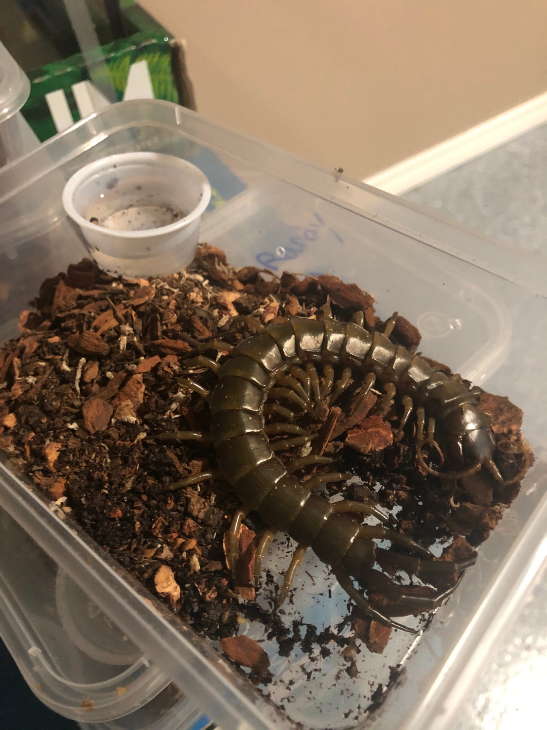 Ethmostigmus Rubripes (Giant Australian) Centipede by Hail The Scale ...