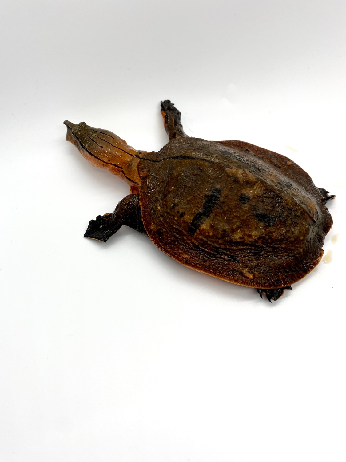 Aubry's Flapshell Turtle (Cycloderma Aubryi) Snapping Turtle by Hail ...