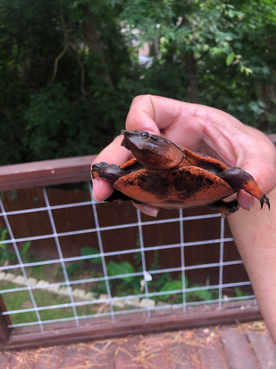 Aubry's Flapshell Turtle (Cycloderma Aubryi) Snapping Turtle by Hail ...