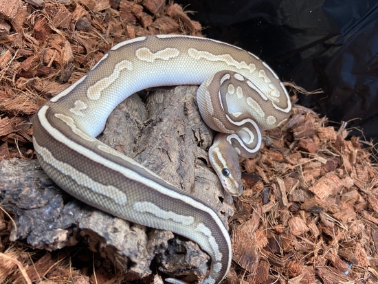 Hydra Lesser Ball Python by Hail The Scale