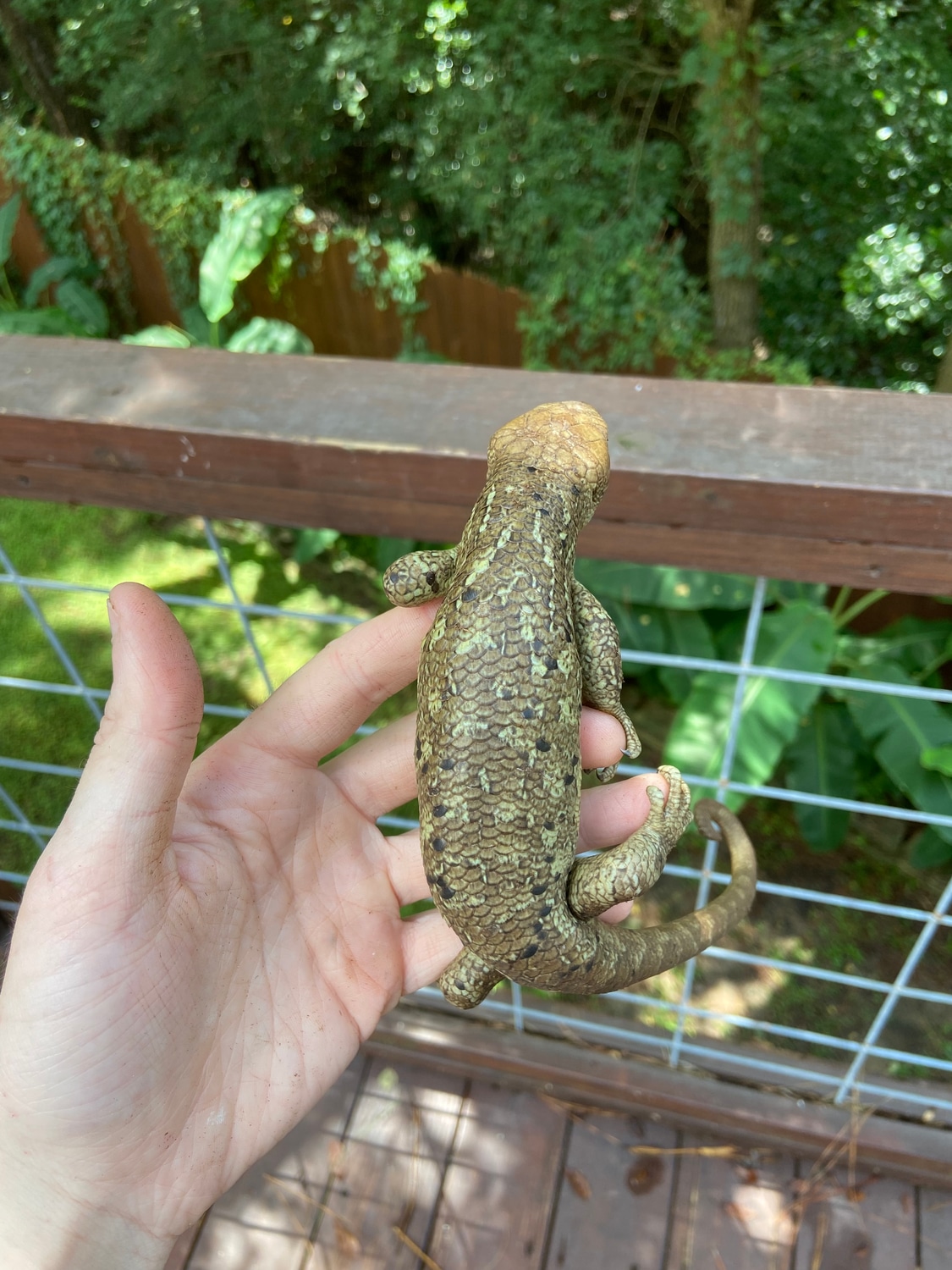 Monkey Tail Monkey-tailed Skink by Hail The Scale - MorphMarket