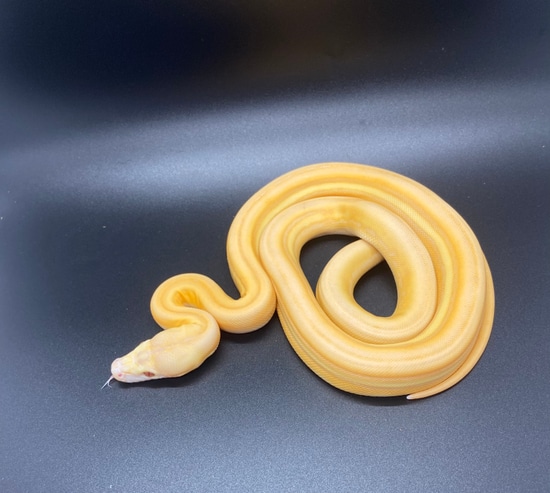 1.0 Lavender Genetic Stripe Reticulated Python by Hail The Scale