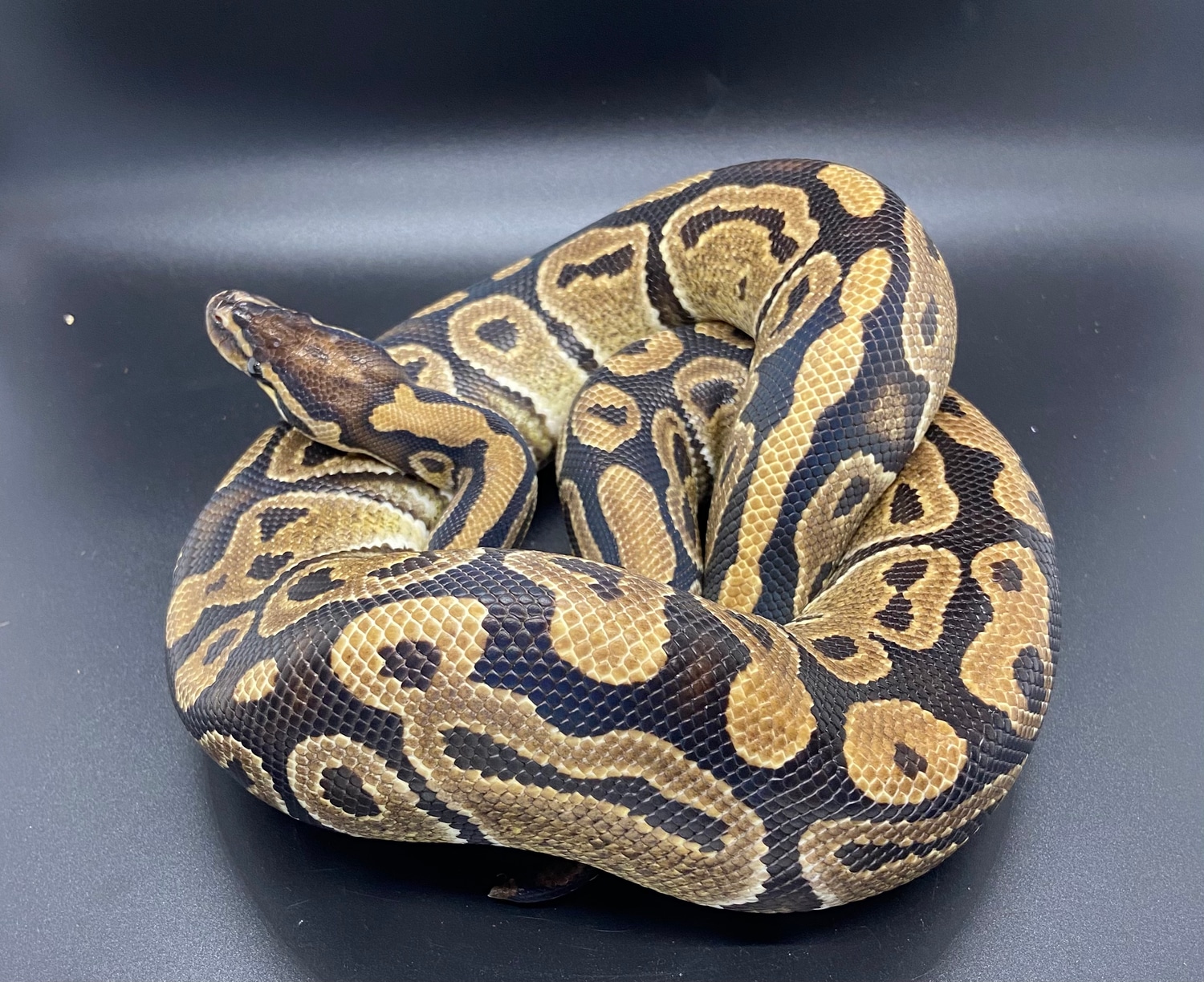 Het Ultramel Ball Python by Hail The Scale - MorphMarket