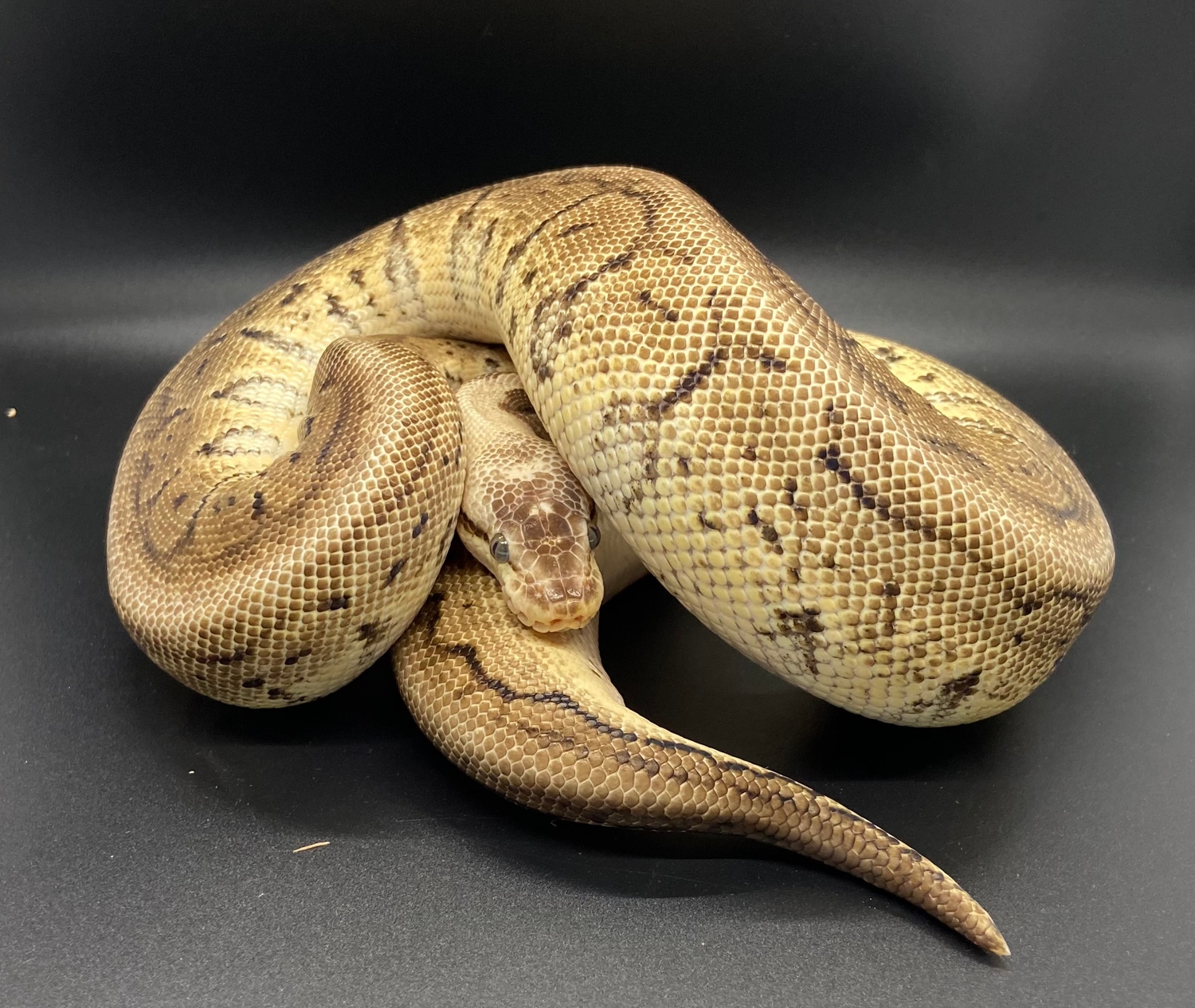 Lemon Blast Ball Python by Hail The Scale - MorphMarket