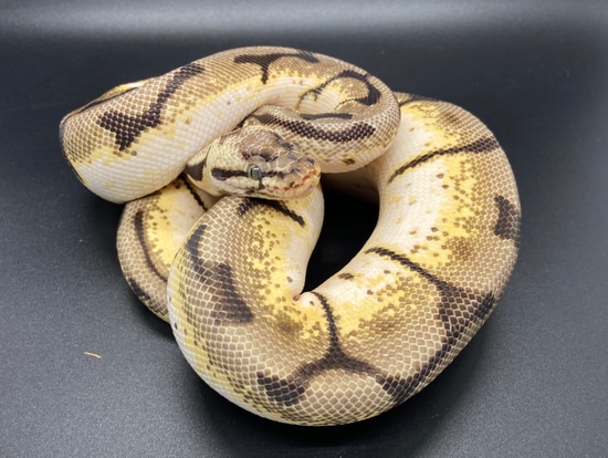 Bumble Bee Ball Python by Hail The Scale