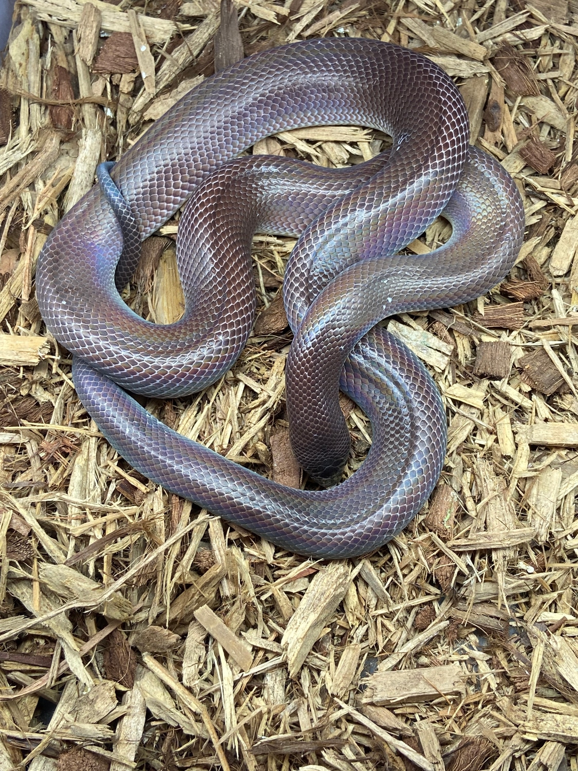 0.1 LTC Mexican Burrowing Python More Boa by Hail The Scale - MorphMarket