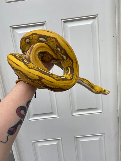 2 Year Old Female OG Tiger Reticulated Python by Hail The Scale