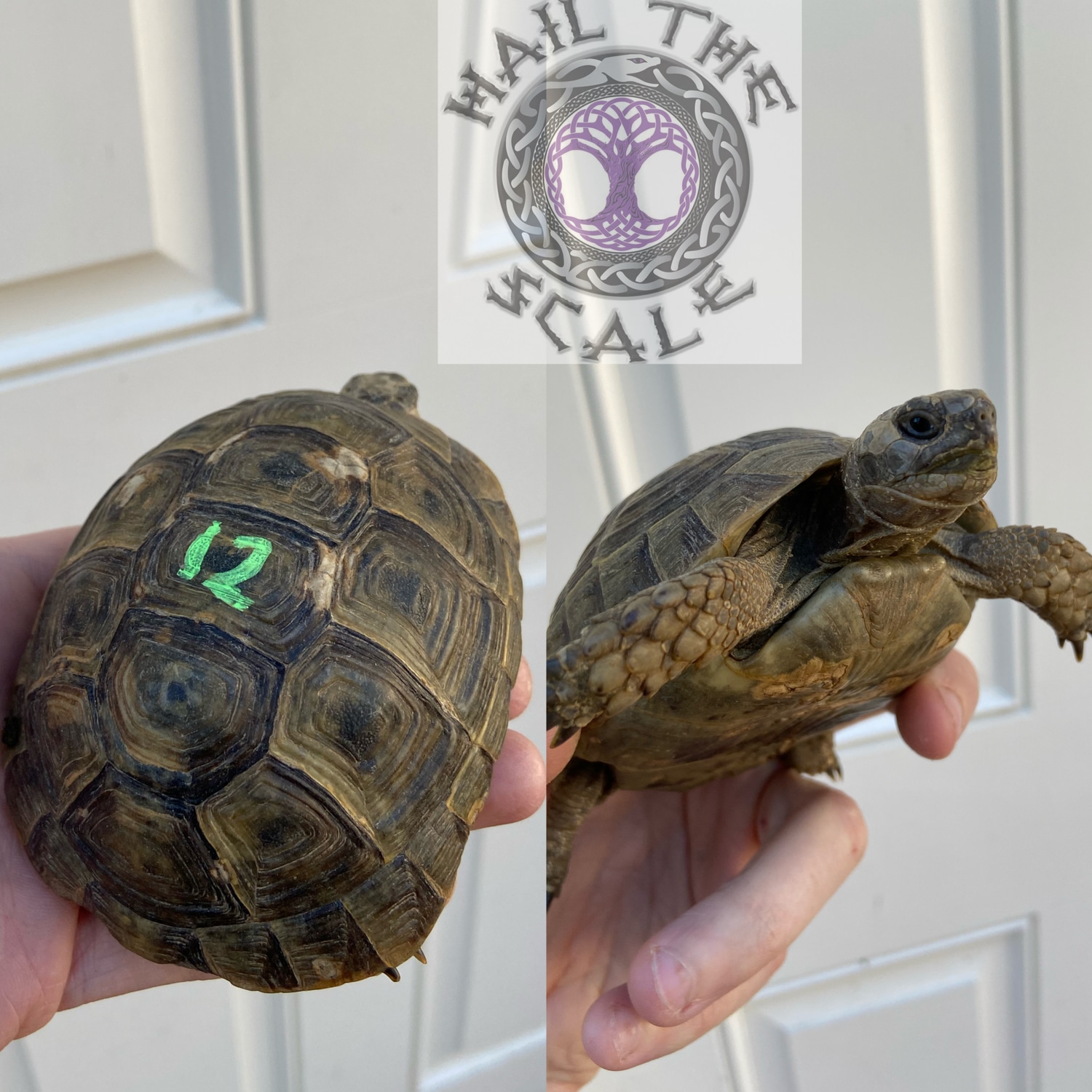 Syrian Greek Tortoise by Hail The Scale - MorphMarket