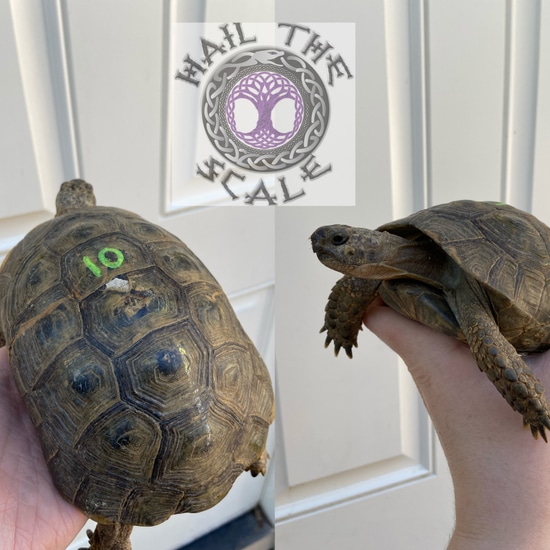 Import Adult Syrian Greek Tortoises by Hail The Scale
