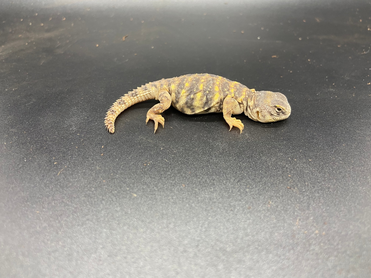 Captive Hatched Yellow Uromastyx More Lizard by Hail The Scale ...