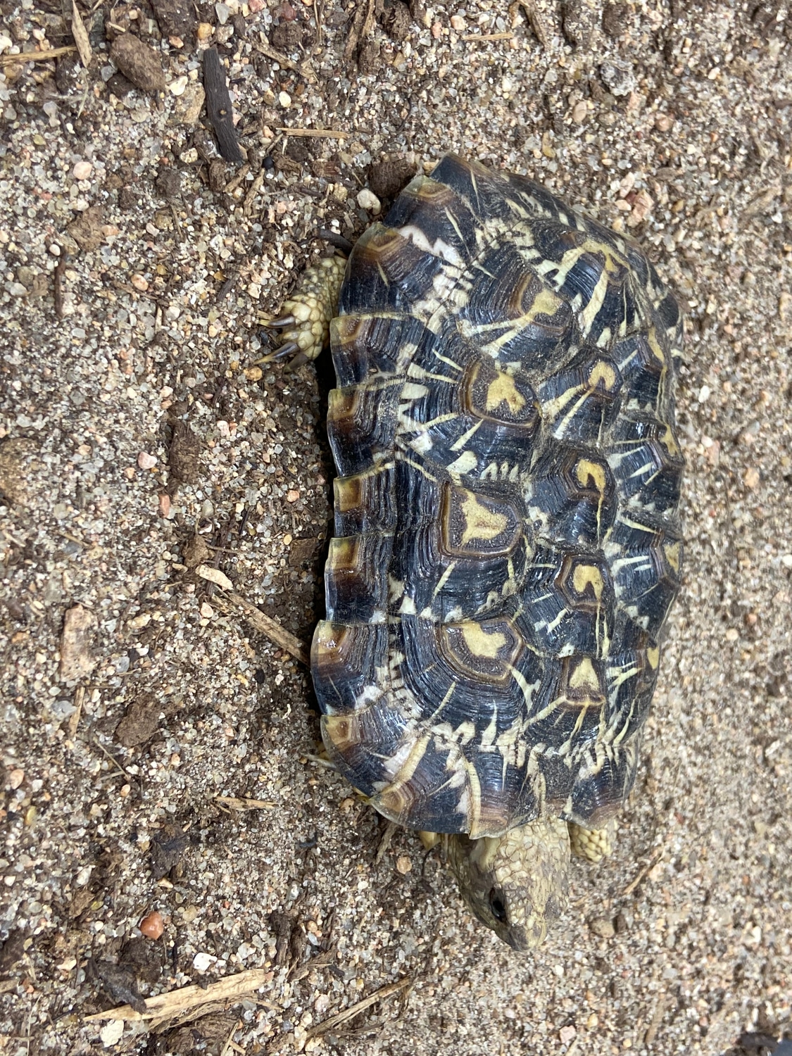 Sub Adult Male Pancake Tortoise by Hail The Scale - MorphMarket