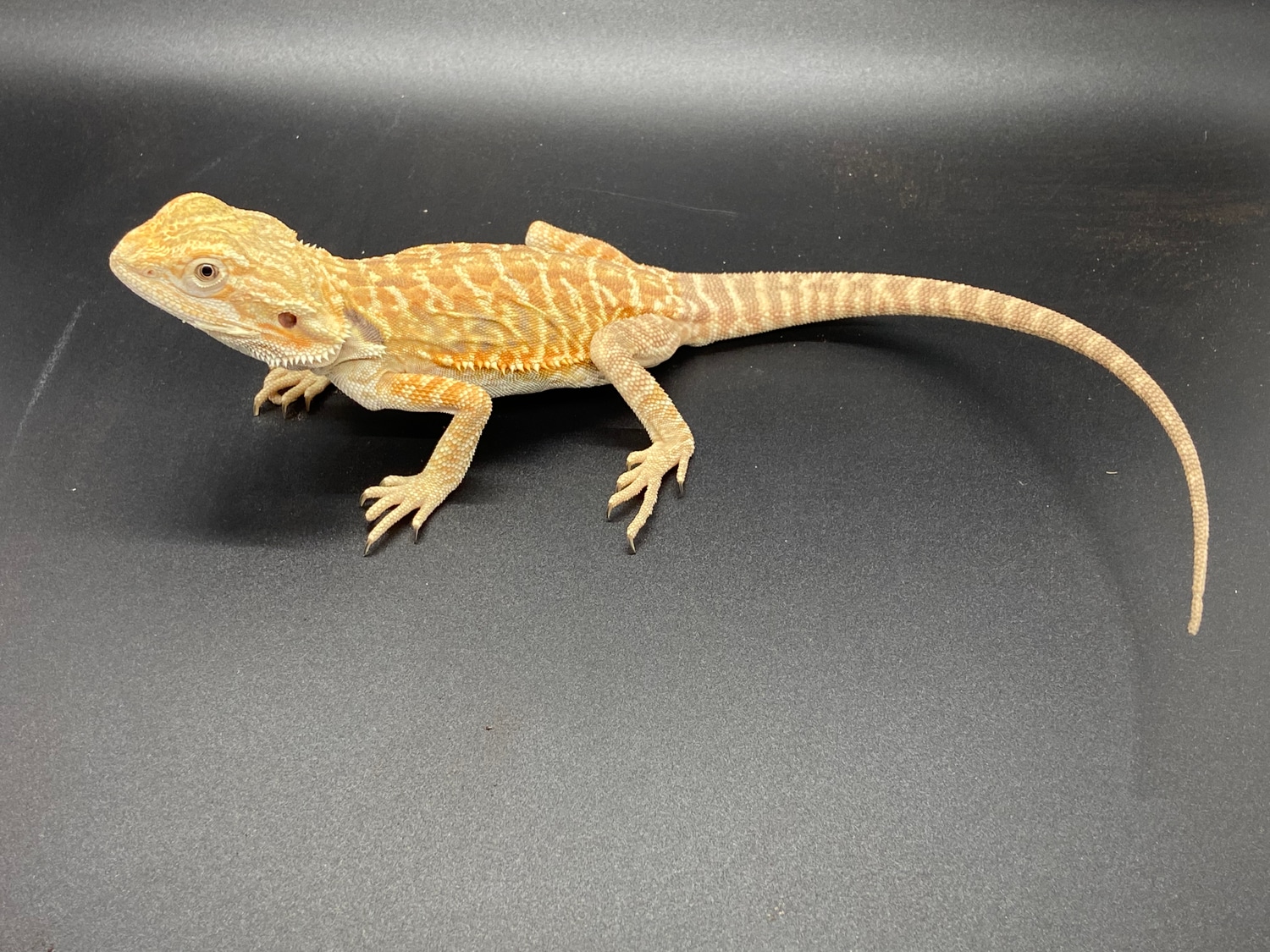 0.1 High Red Leatherback Het Hypo And 66% Het Zero Central Bearded ...