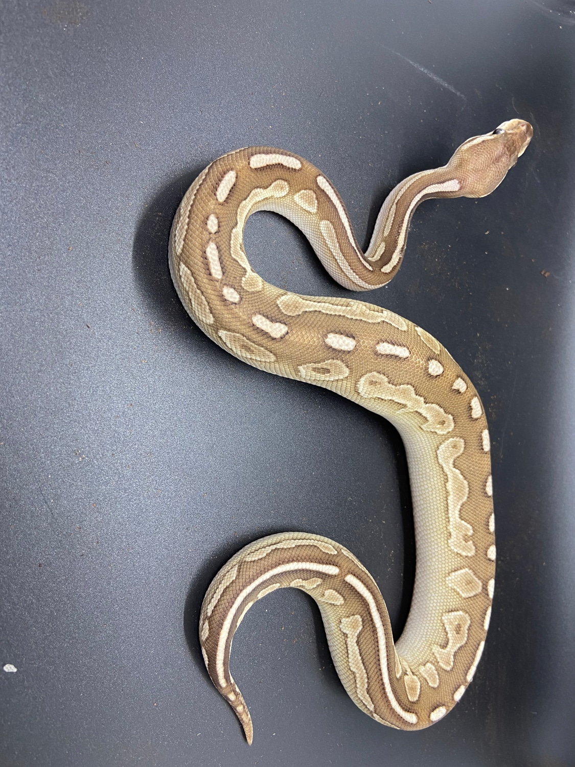 Hydra Lesser Ball Python by Hail The Scale - MorphMarket