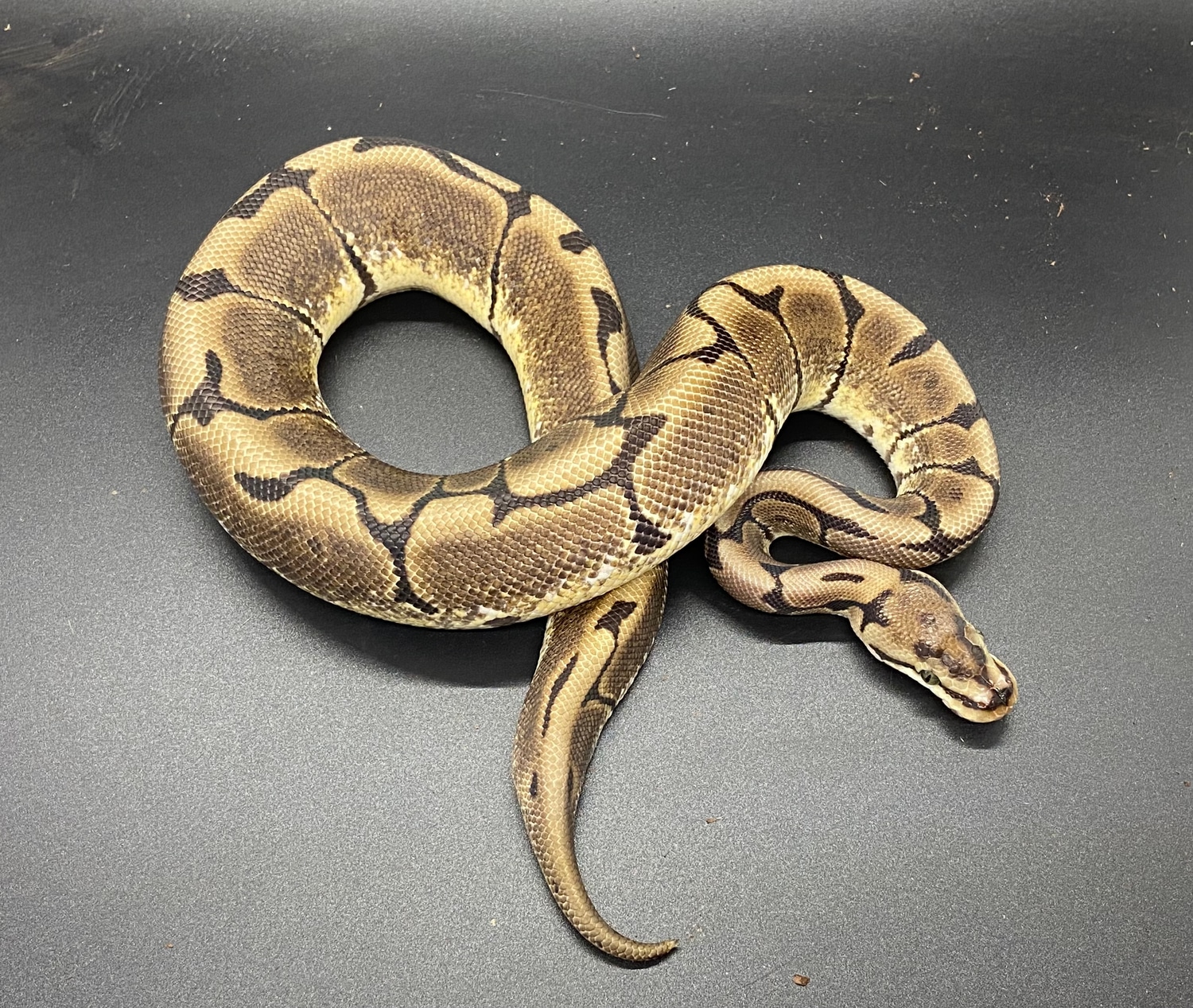Spider DH Lightning Pied(#2) Ball Python by Hail The Scale - MorphMarket