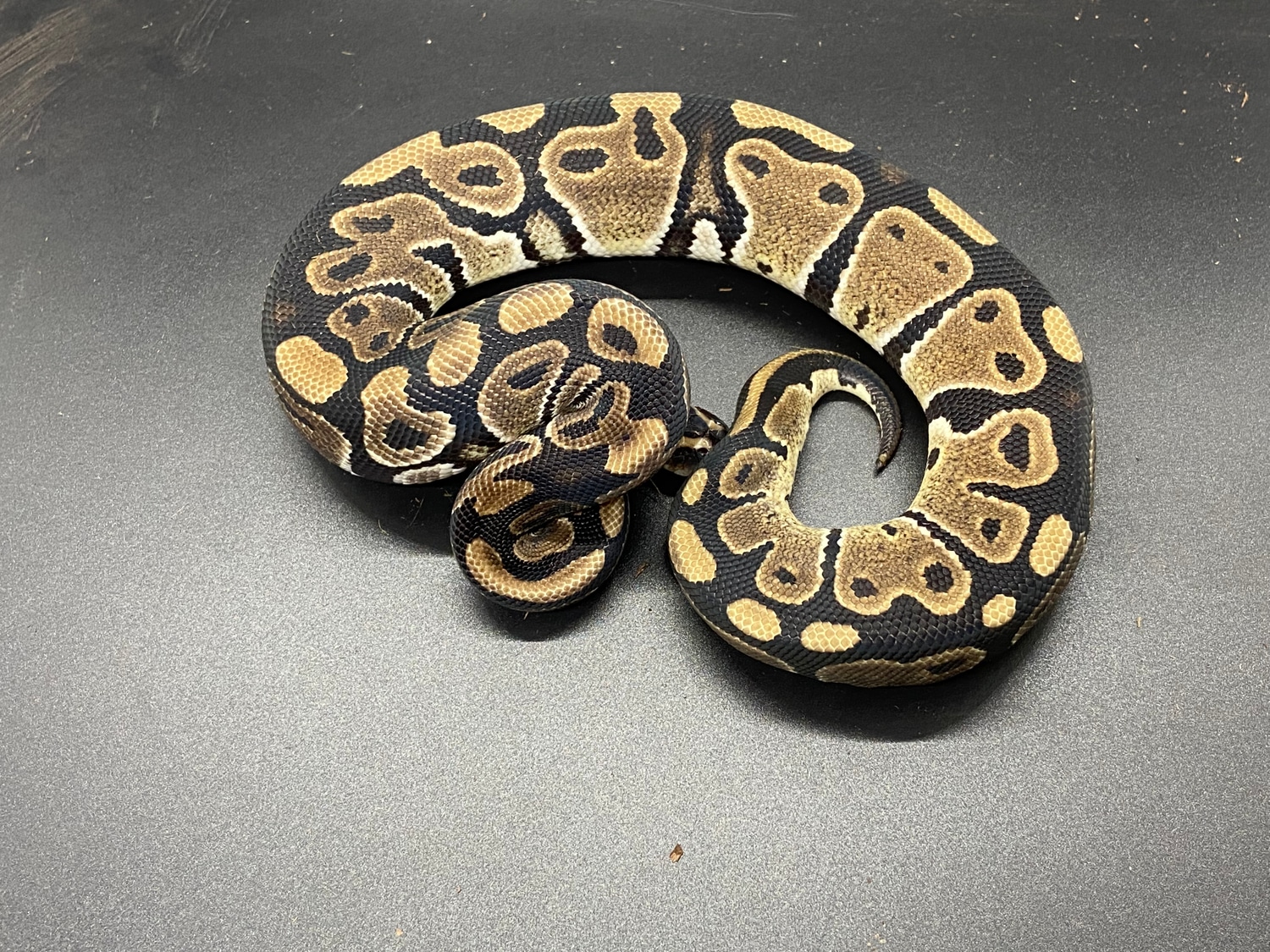 Normal DH Lightning Pied Ball Python by Hail The Scale - MorphMarket