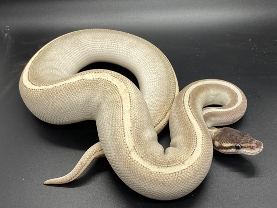 Mystic Potion Het Black Lace Ball Python by Hail The Scale